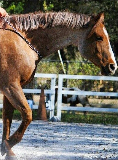 Custom Neck Rope for Tackless or Liberty Riding – Reins for Rescues