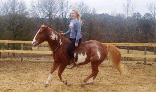 Custom Neck Rope for Tackless or Liberty Riding – Reins for Rescues